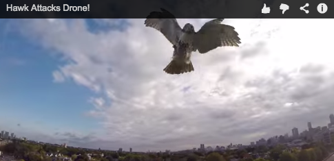 Hawk Attacks Drone - Dronethusiast