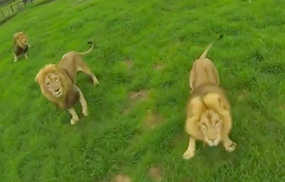 Lions Eat a DJI Phantom in Zimbabwe - Dronethusiast