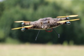 It All Started With a Dead Cat Drone - Now A Taxidermy Drone Company