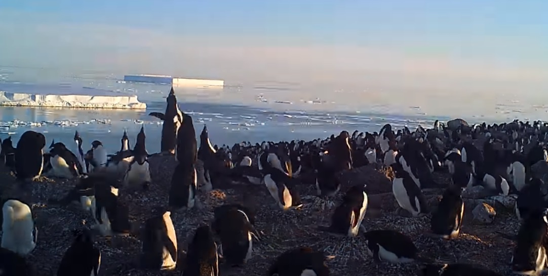 Incredible Drone Footage Shows Hidden Colony of Penguins in Antarctica