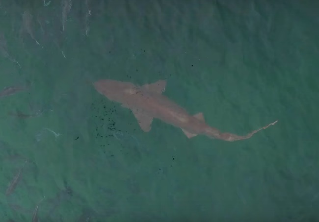 Drone Footage Spots Shark Near Popular Beach